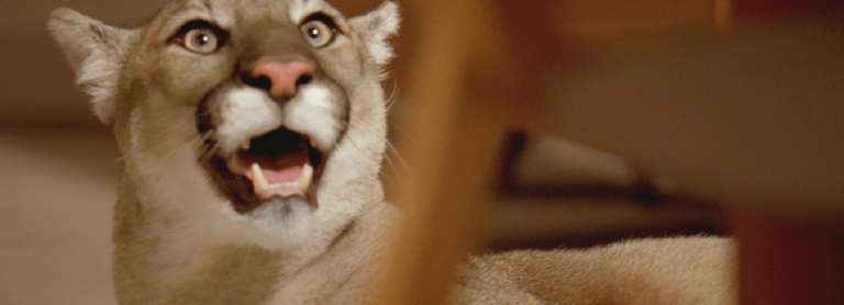 Doug Aitken: migration (empire) — Carnegie Museum of Art