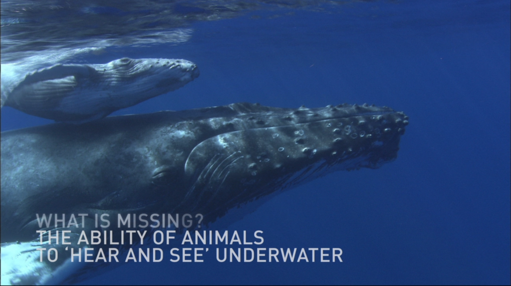 Maya Lin — Carnegie Museum of Art