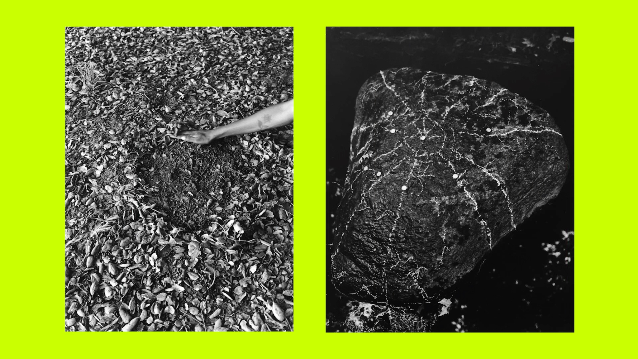 Cycle 4: Widening the Lens: Photography, Ecology, and the Contemporary ...